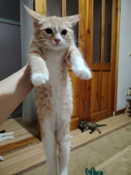 Котёнок в добрые руки