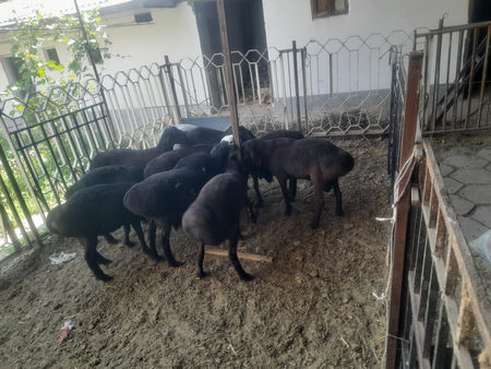 Qasso xizmat Qurbon hayitga qo'chqorlar ham bor