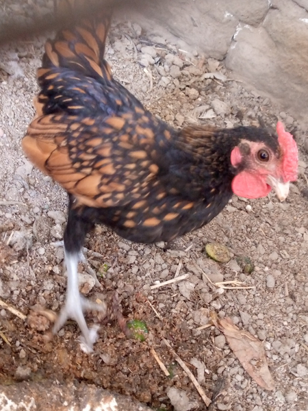 Zoti toza xoʻrozchalar sotiladi