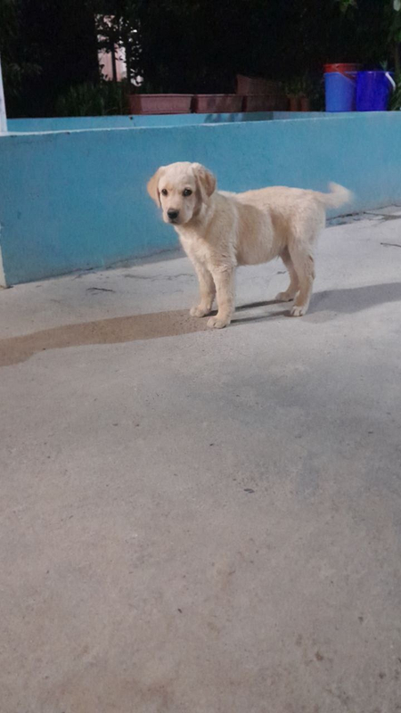 Продаю щенка, 2,5 месяца