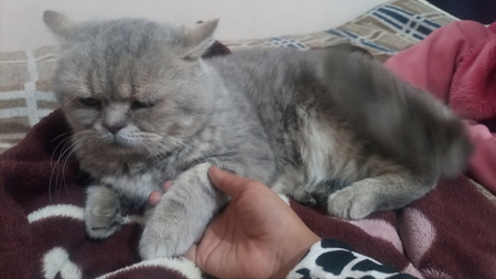 Qarshi shaxar paxtazor