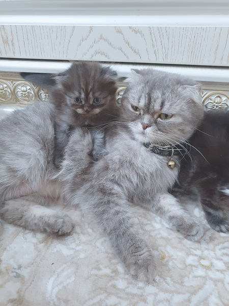 Продам котят Скотиш фолд.