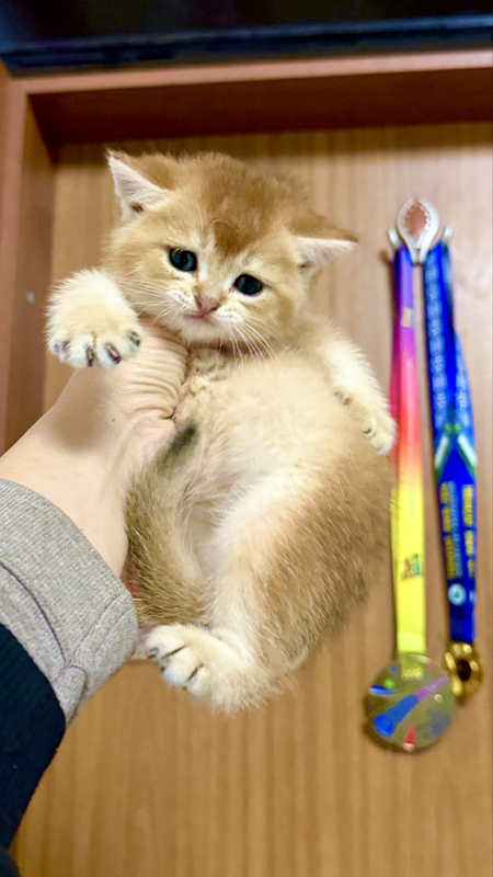 Котёнок британец