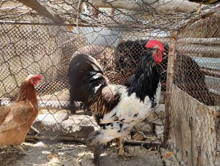 Brahma xo'roz sotiladi