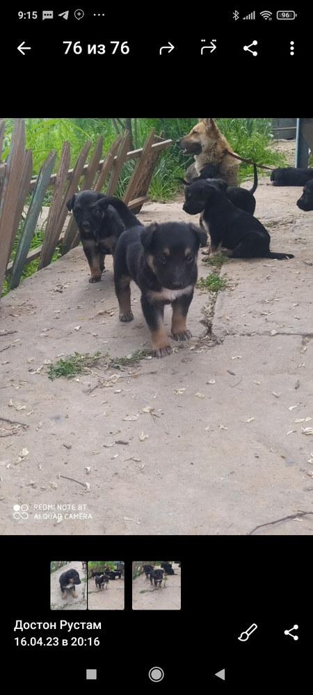 Продаётся немецкая овчарка