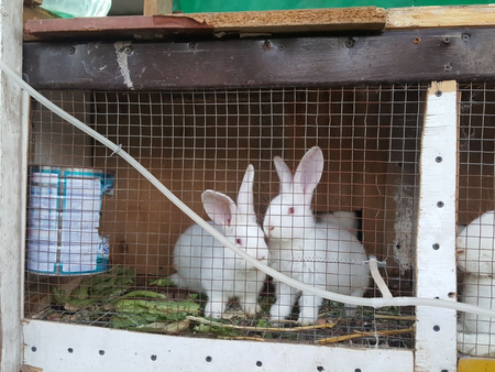 Продаются кролики породы ВЕЛИКАН