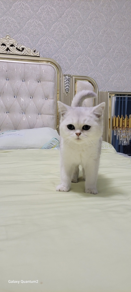 Shinshilla 3 oylik