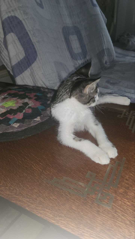 Отдадим котят в добрые руки