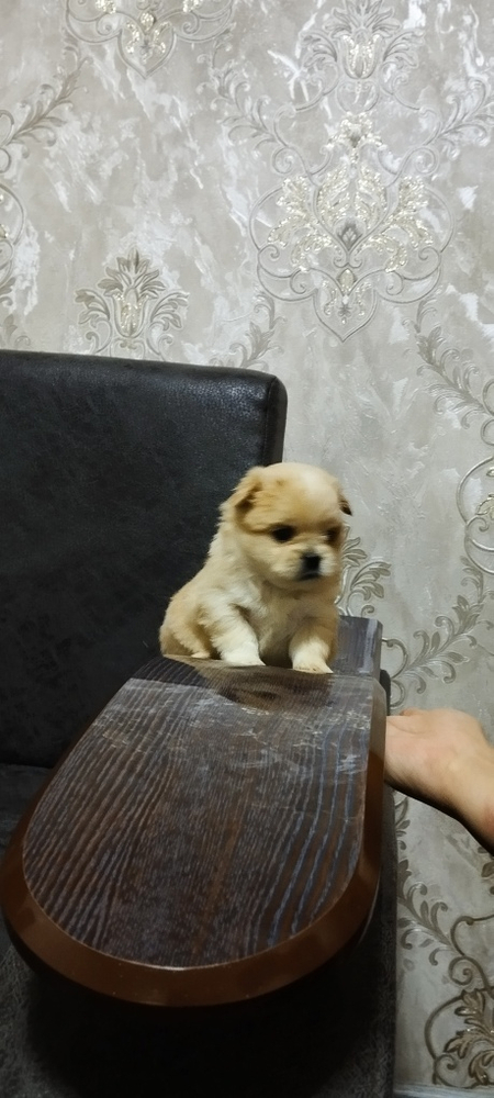 Продаю щинат  пикинес