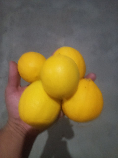 Limon 3 4 tonna optomga
