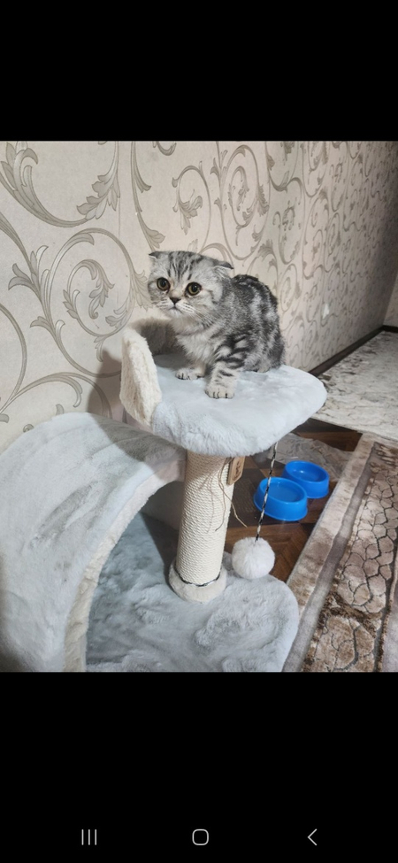 Шотландская вислоухая
