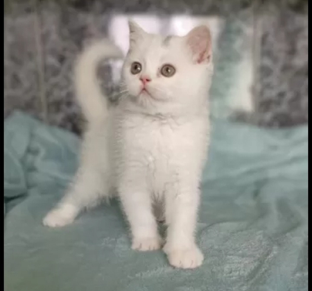 Продаются котята, чистокровки,3 красавицы