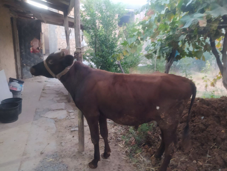 Boqishga tayyor buqa sotiladi
