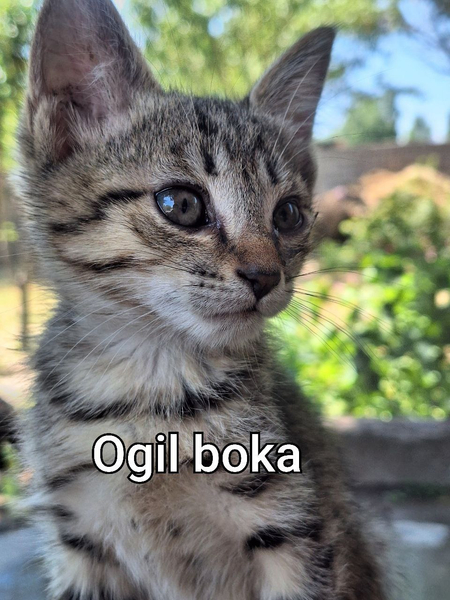 Котёнок мальчик и девочка