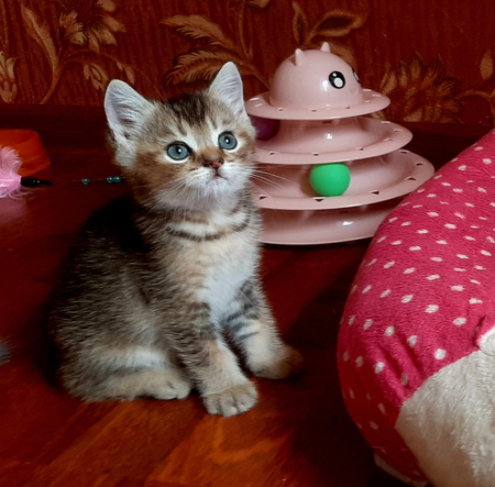 Котёнок  шотландский страйт золотой