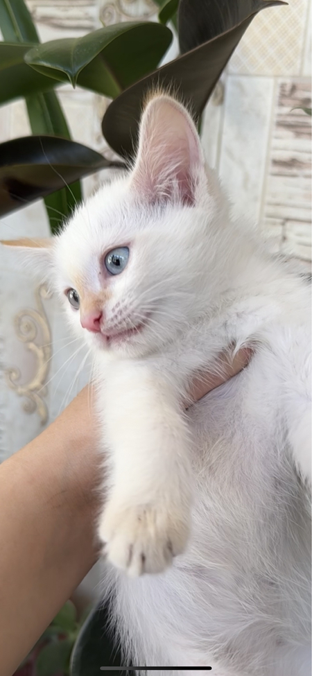 Сиамская тайский котенок голубыми глазами