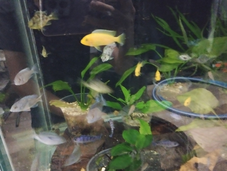 Delfin red red sotilad