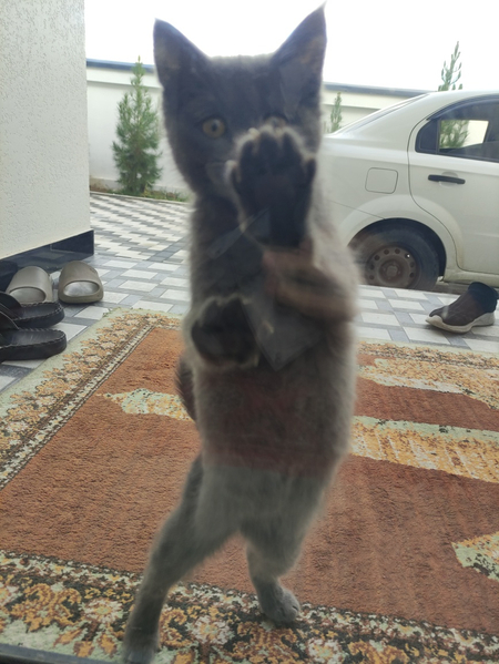 Кошка Скоттиш страйт