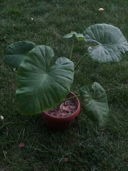 Armaguli sotiladi