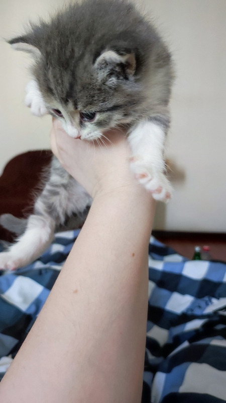 Домашние котята, родились 15го мая