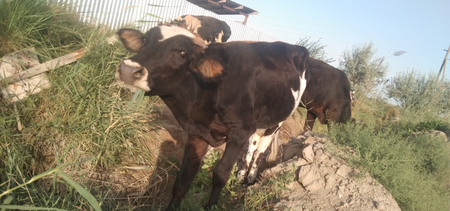 buqachalar sotiladi