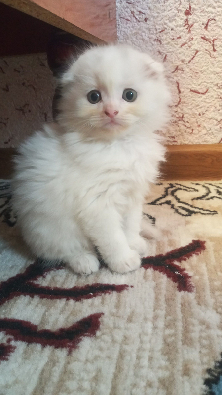 Продается котёнок
