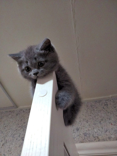 Продаётся котёнок