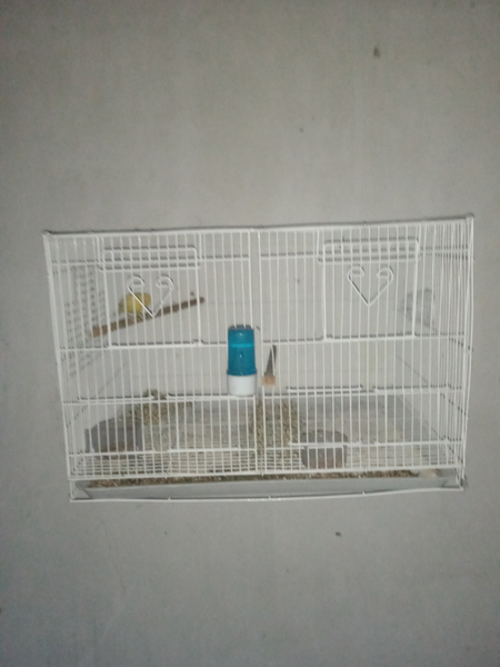 Qafas kanareka va boshqa qushlarga