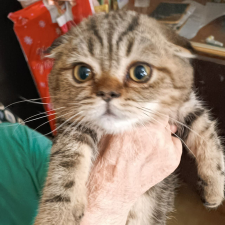 Шотландские котята