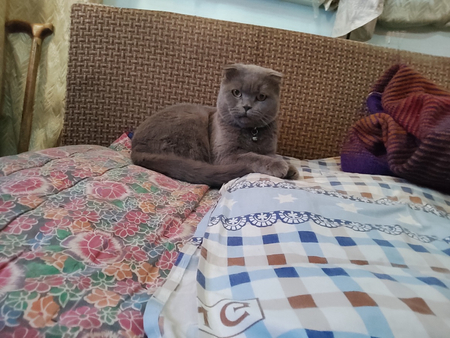 Вязка скоттиш фолд мальчик , опытный