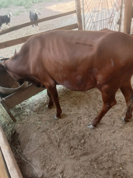 Buqa sotiladi soğlom