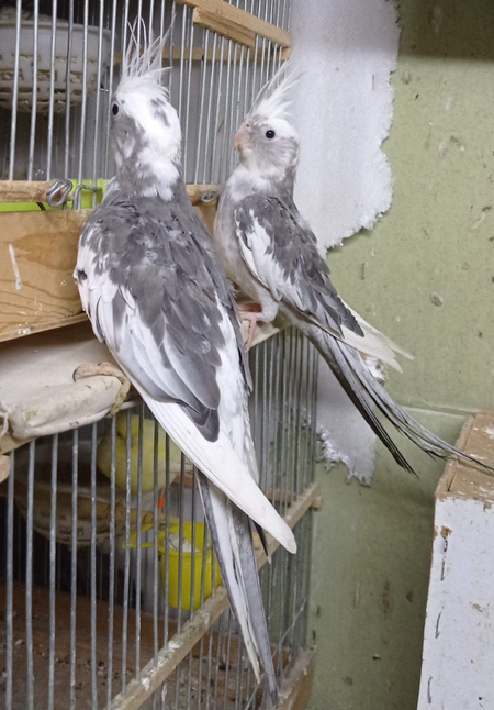Карелла пакистанский попугай