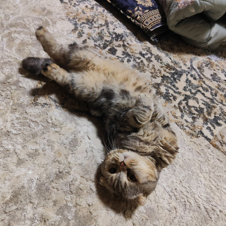 Скоттиш фолд сотилади