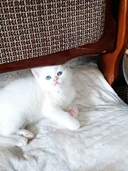 Продам котят фолды истрайты