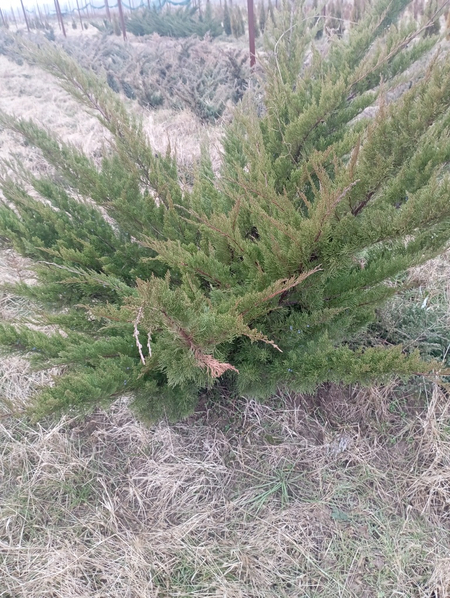 Xar xil kuchatlar bor Archa mevali  manzarali