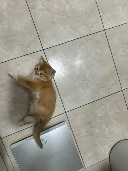 Продаётся котёнок