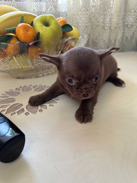 Предлагается к продаже щенок Чихуахуа