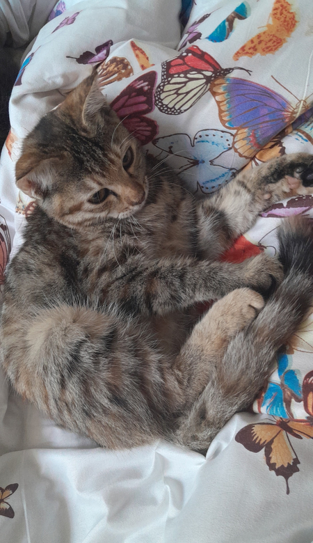 Котёнок девочка 3,5 месяца
