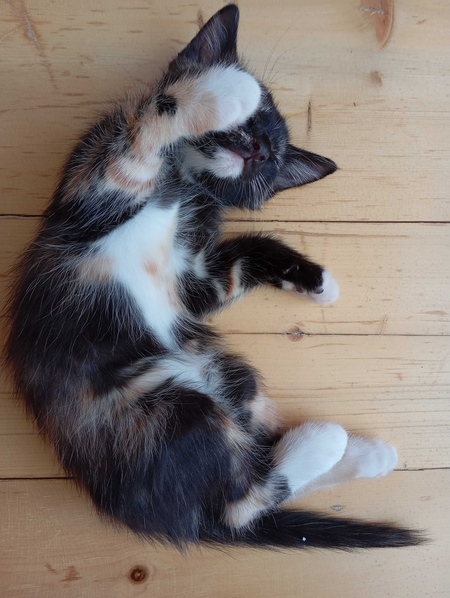 Отдаю котят в добрые и ответственные руки!