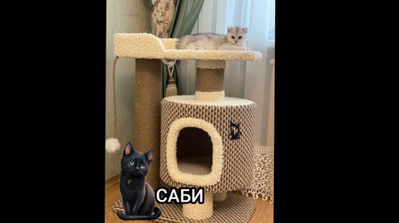 Домики для кошек   САБИ
