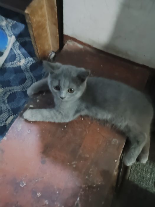 Скотиш фолд страйт девочка