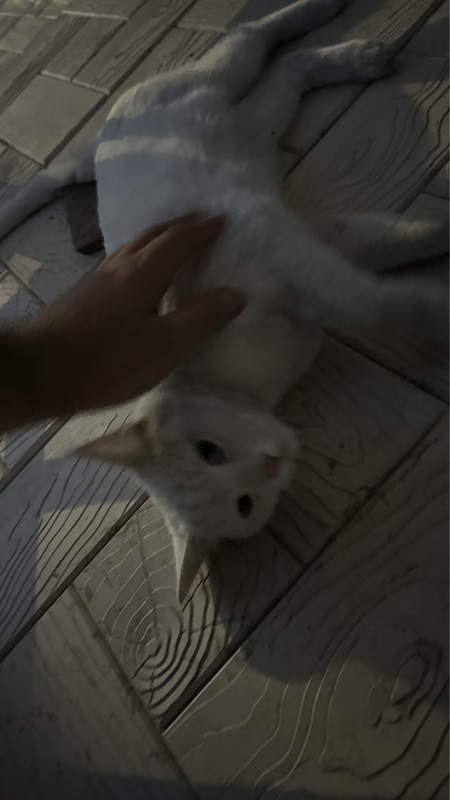 Нежной кошке нужен дом