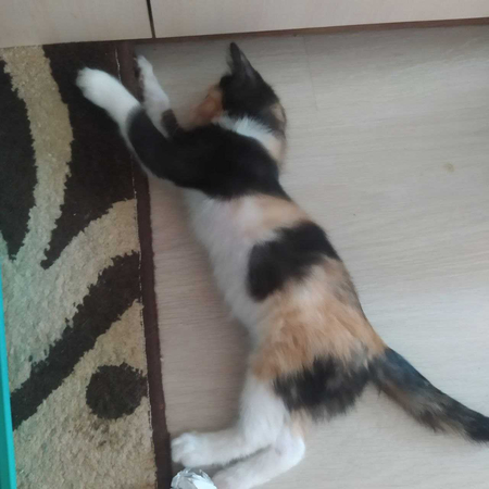 Отдам в добрые руки