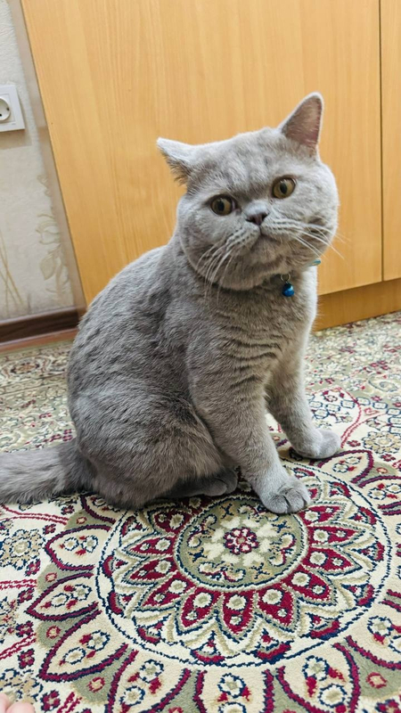 Пародаси:Британский шиншила,угил бола,10 отлично,паспорти бор,