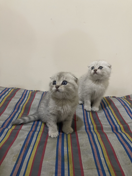 Котята скотиш-фолд