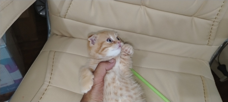 Шотландская шотландский котенок