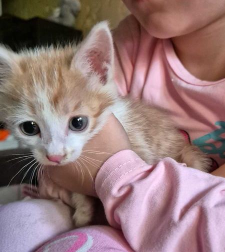 СРОЧНО!!! Отдам котенка даром