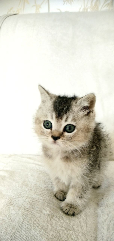 Котята чистокровные