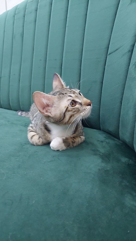 Котёнок красавец мальчик. В Ташкент