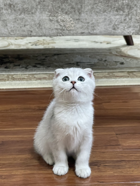 Продается котик